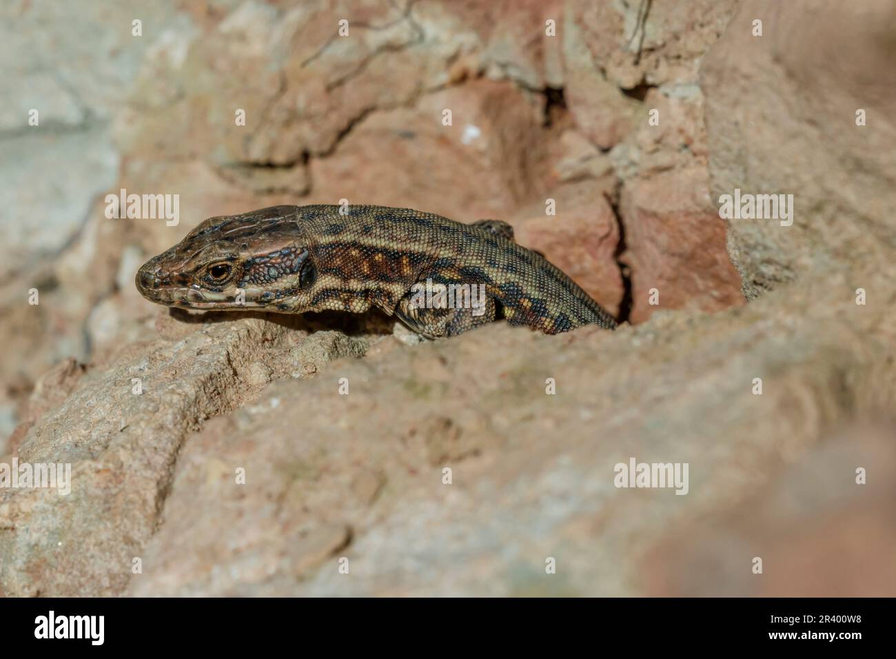 Podarcis muralis maculiventris, known as Common wall lizard, European ...