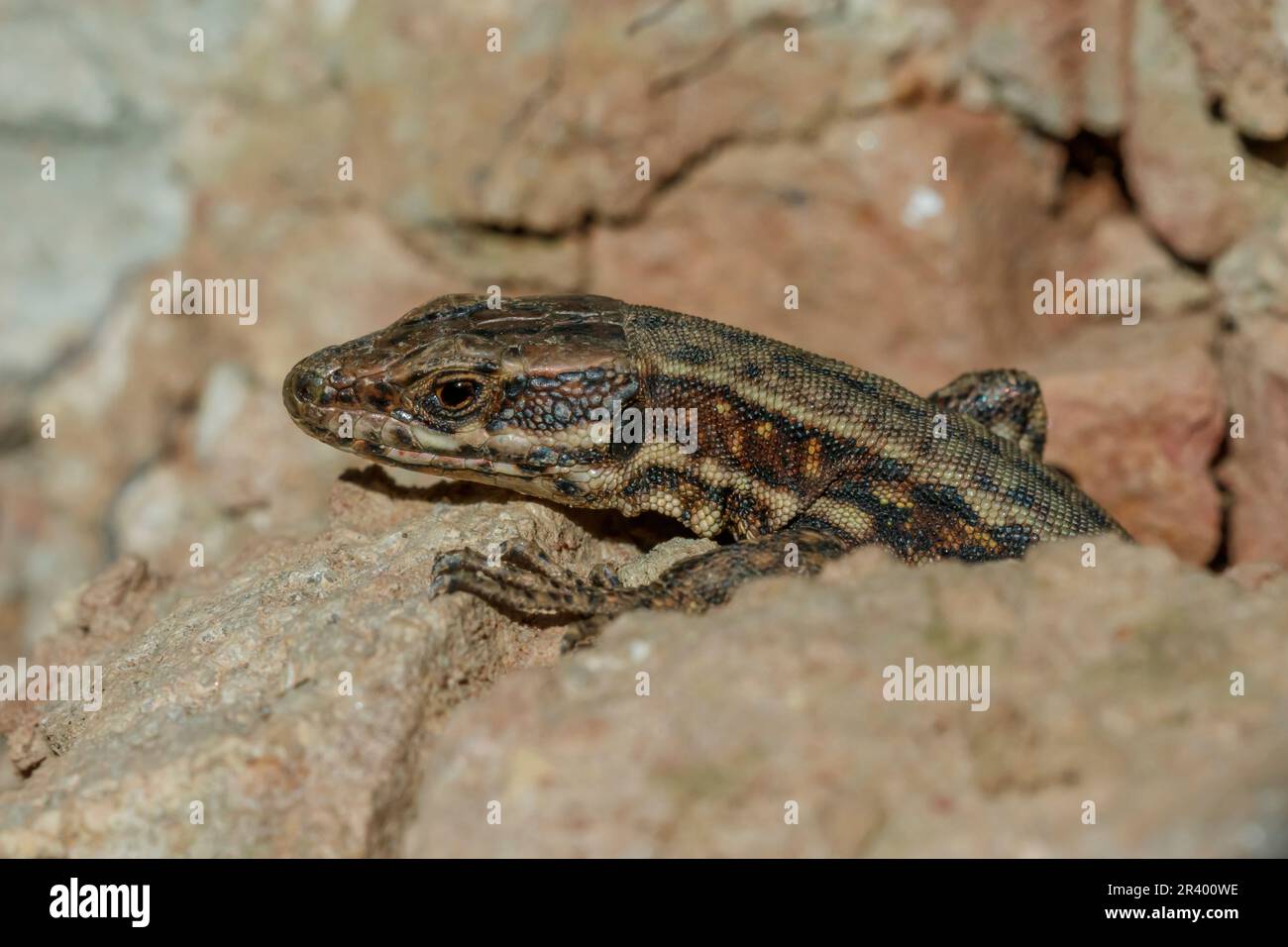 Podarcis muralis maculiventris, known as Common wall lizard, European ...
