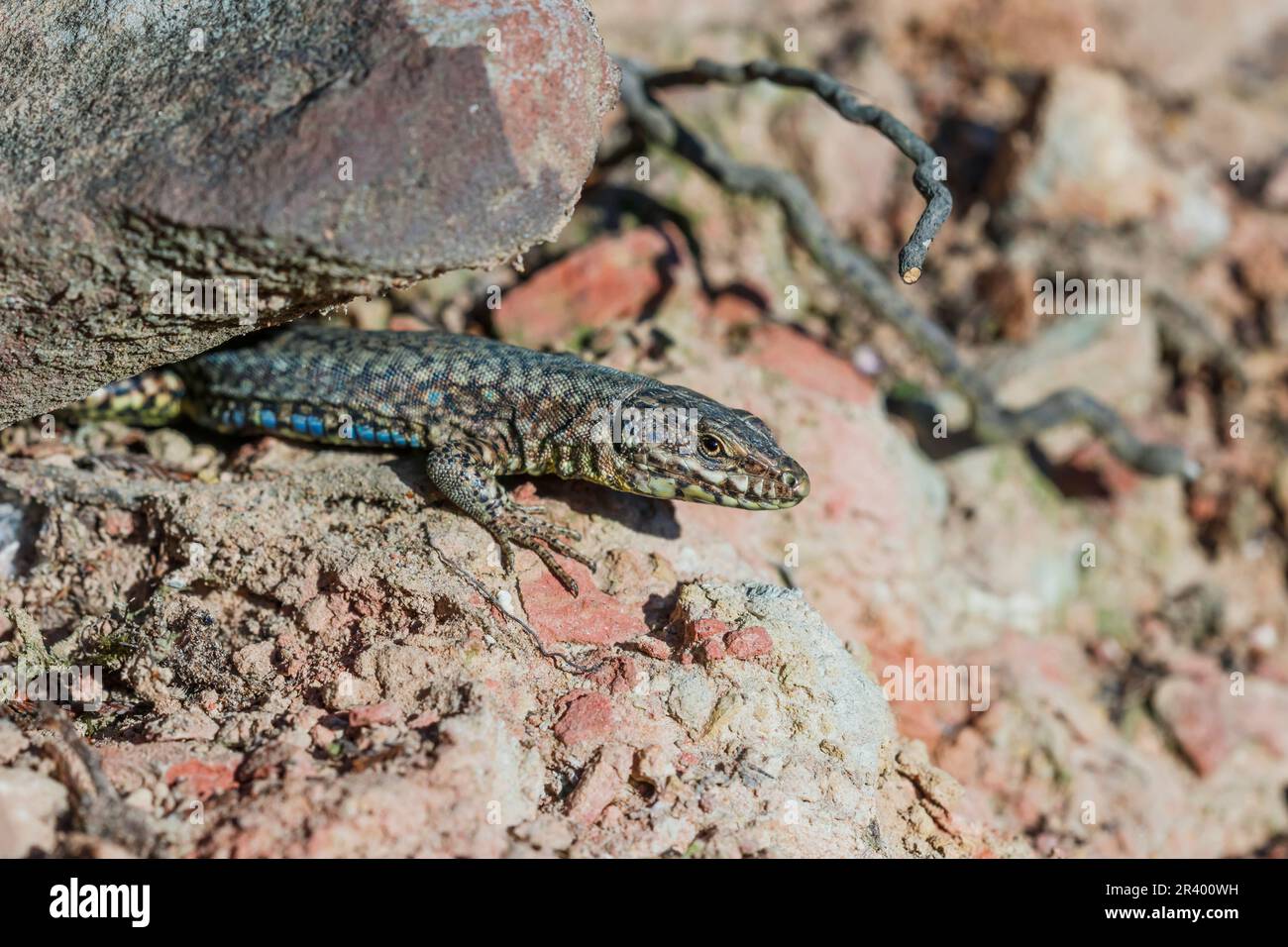 Podarcis muralis maculiventris, known as Common wall lizard, European ...