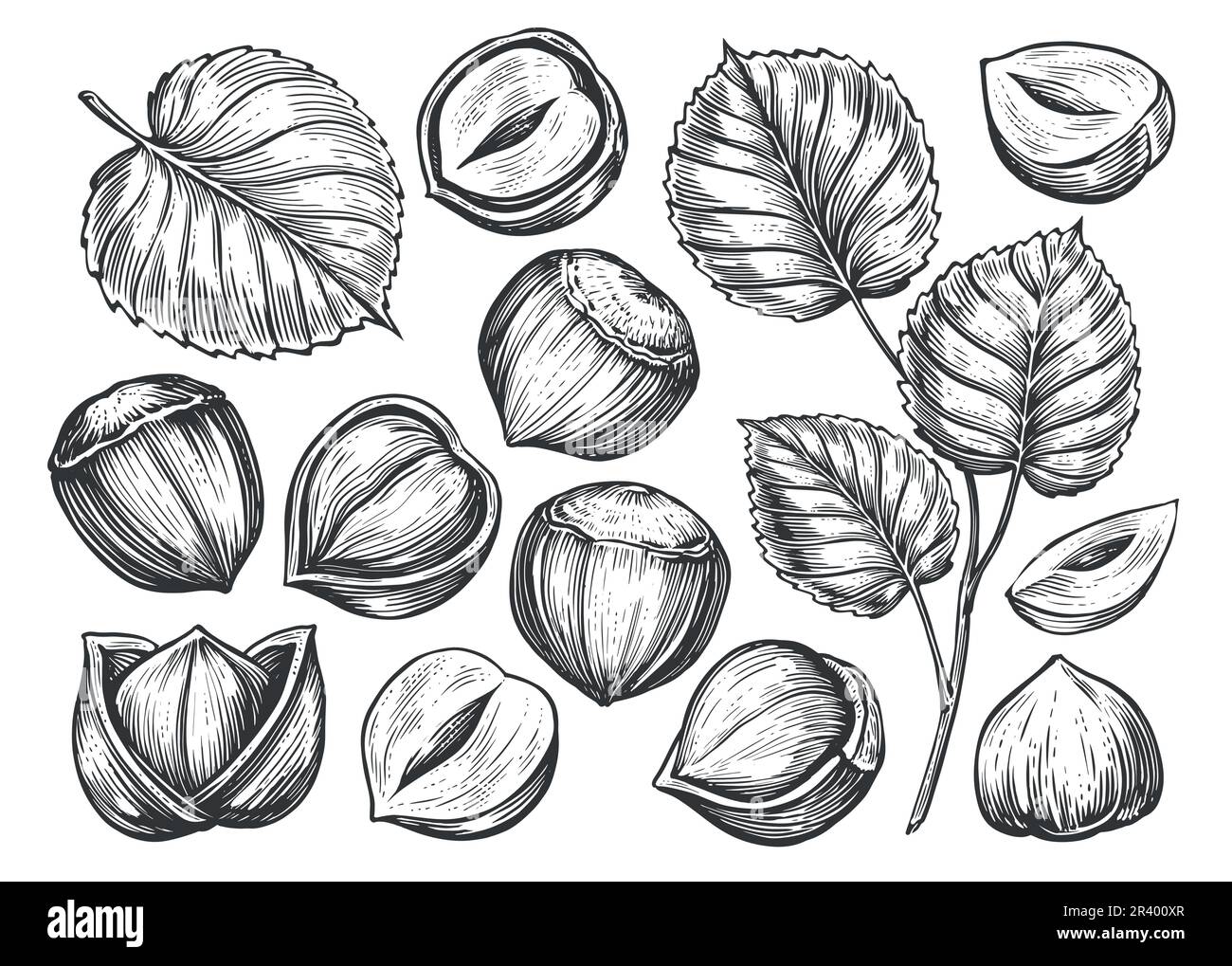 Hand drawn nuts set. Hazelnuts sketch. Peeled kernels and in shell. Engraving style vector ...
