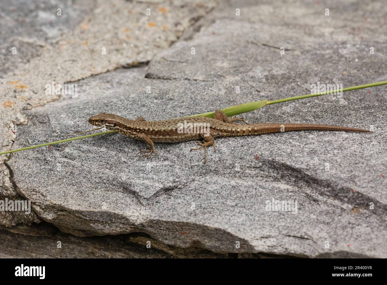 Podarcis muralis, known as the Common wall lizard, European wall lizard ...