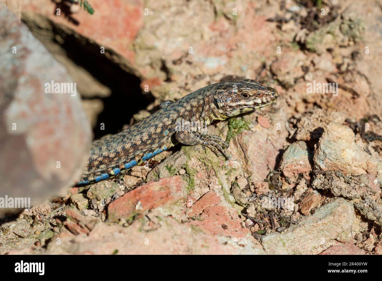 Podarcis muralis maculiventris, known as Common wall lizard, European ...