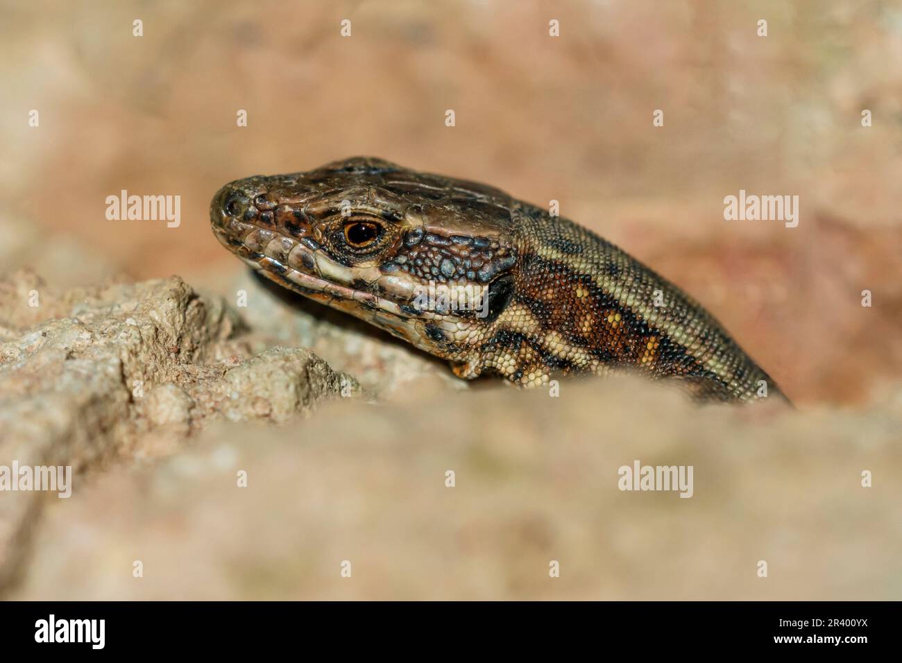 Podarcis muralis maculiventris, known as Common wall lizard, European ...