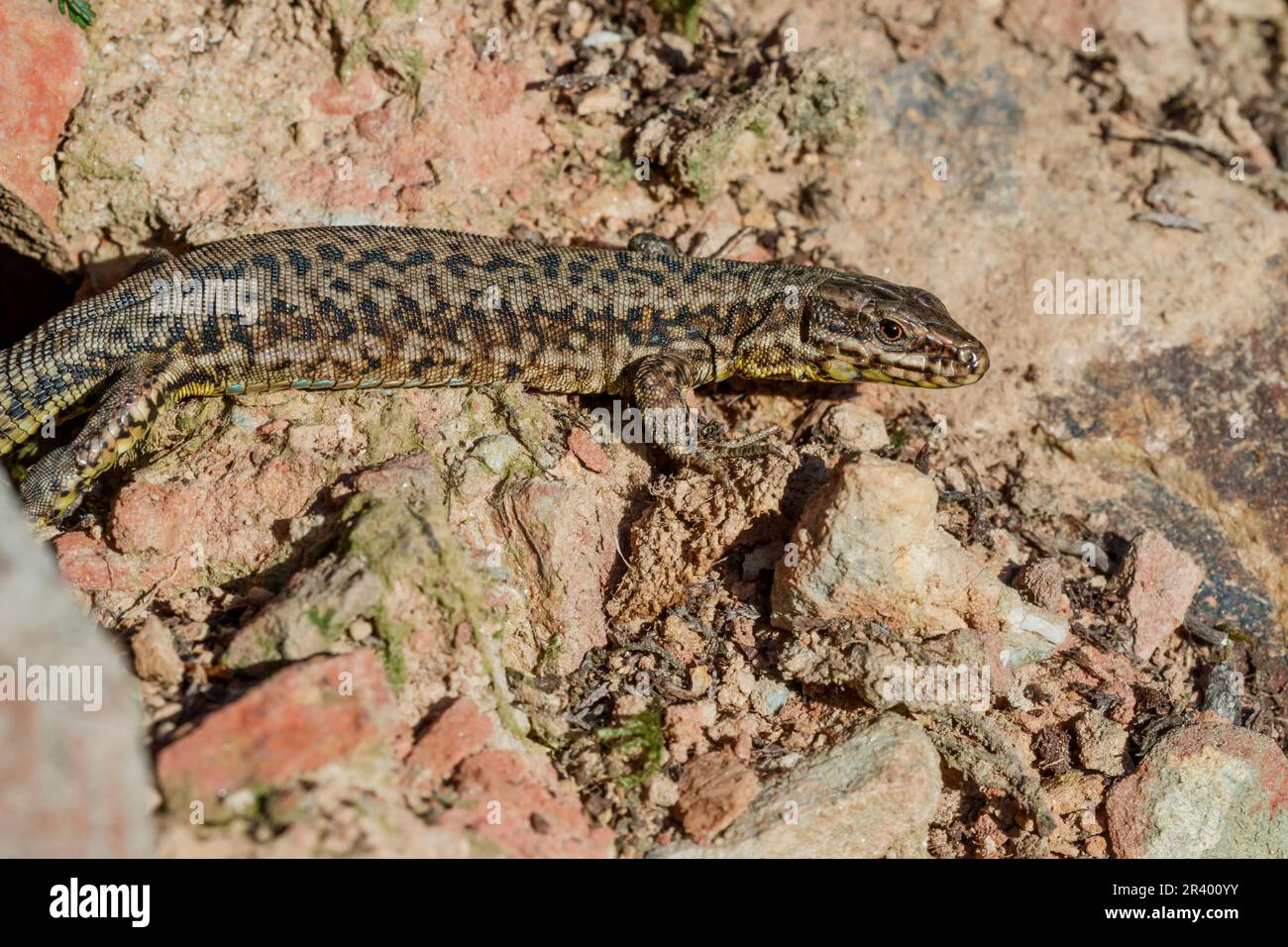 Podarcis muralis maculiventris, known as Common wall lizard, European ...