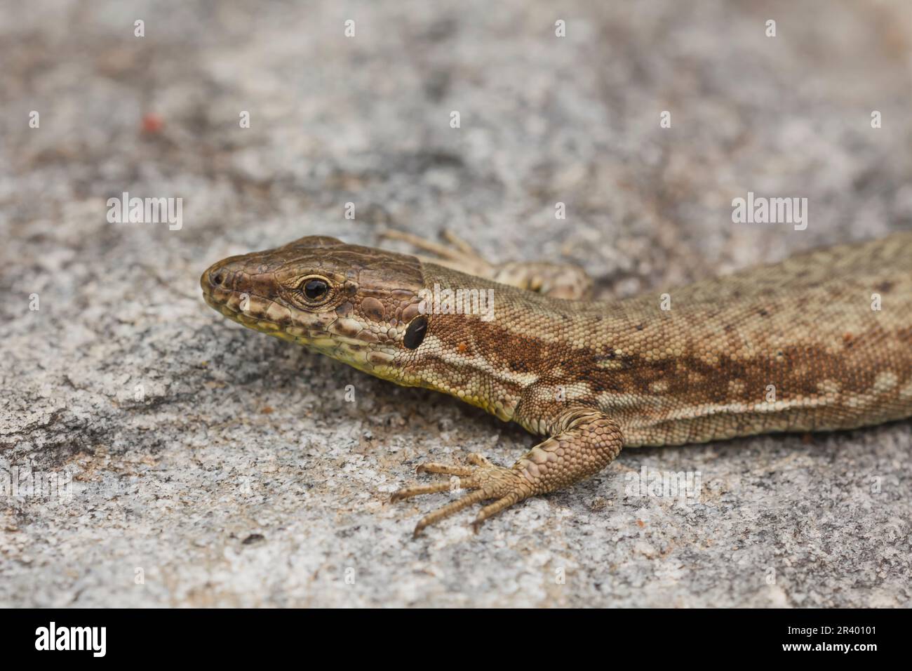 Podarcis muralis, known as the Common wall lizard, European wall lizard ...