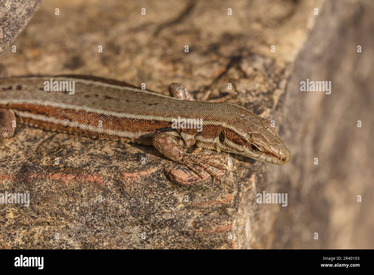 Podarcis muralis brongniardii, known as the Common wall lizard ...