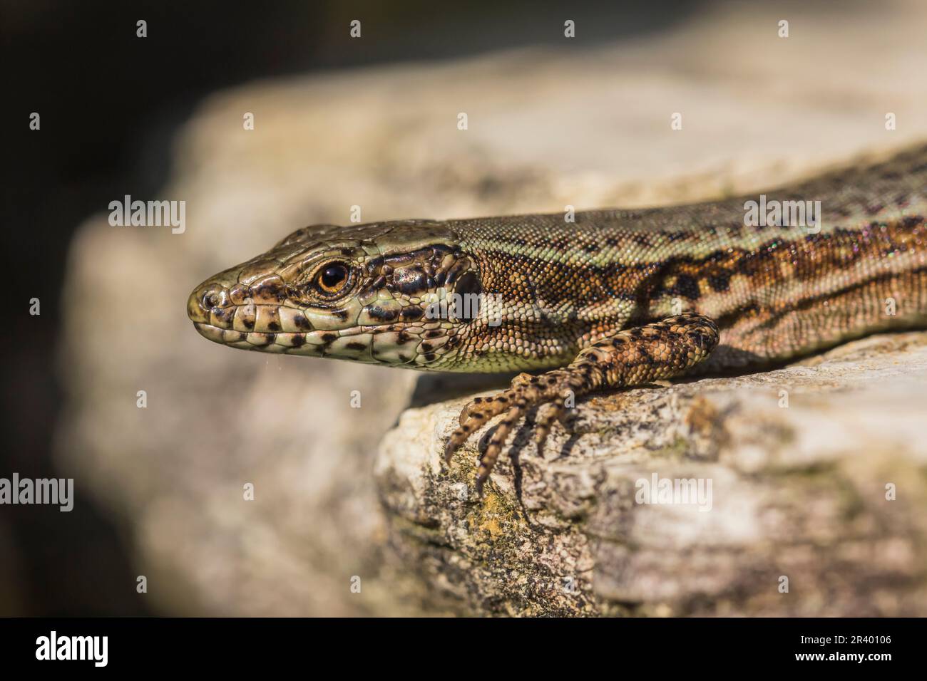 Podarcis muralis brongniardii, known as the Common wall lizard ...