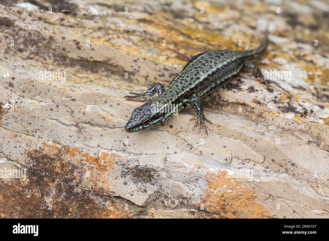 Podarcis muralis brongniardii, known as the Common wall lizard ...