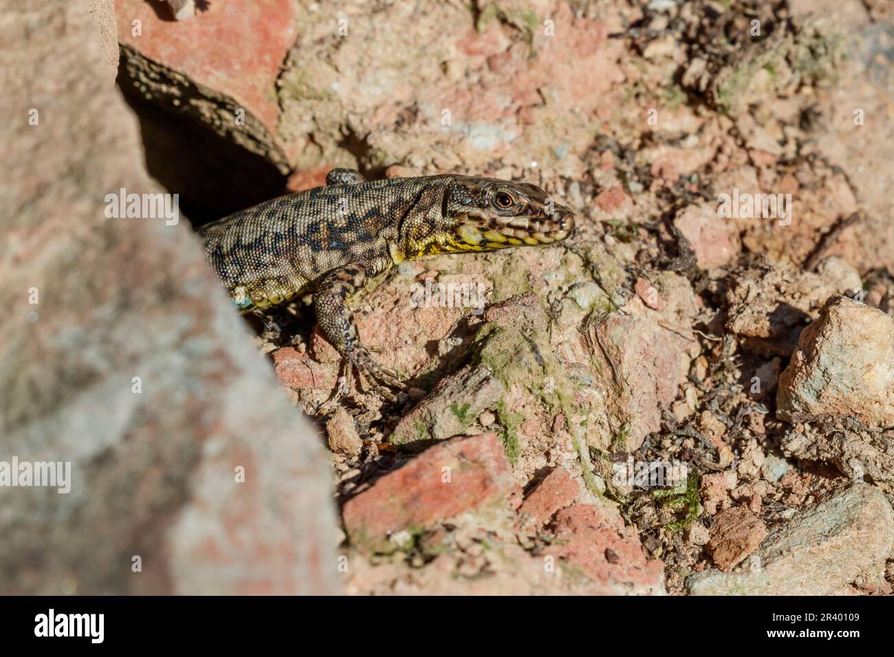 Podarcis muralis maculiventris, known as Common wall lizard, European ...