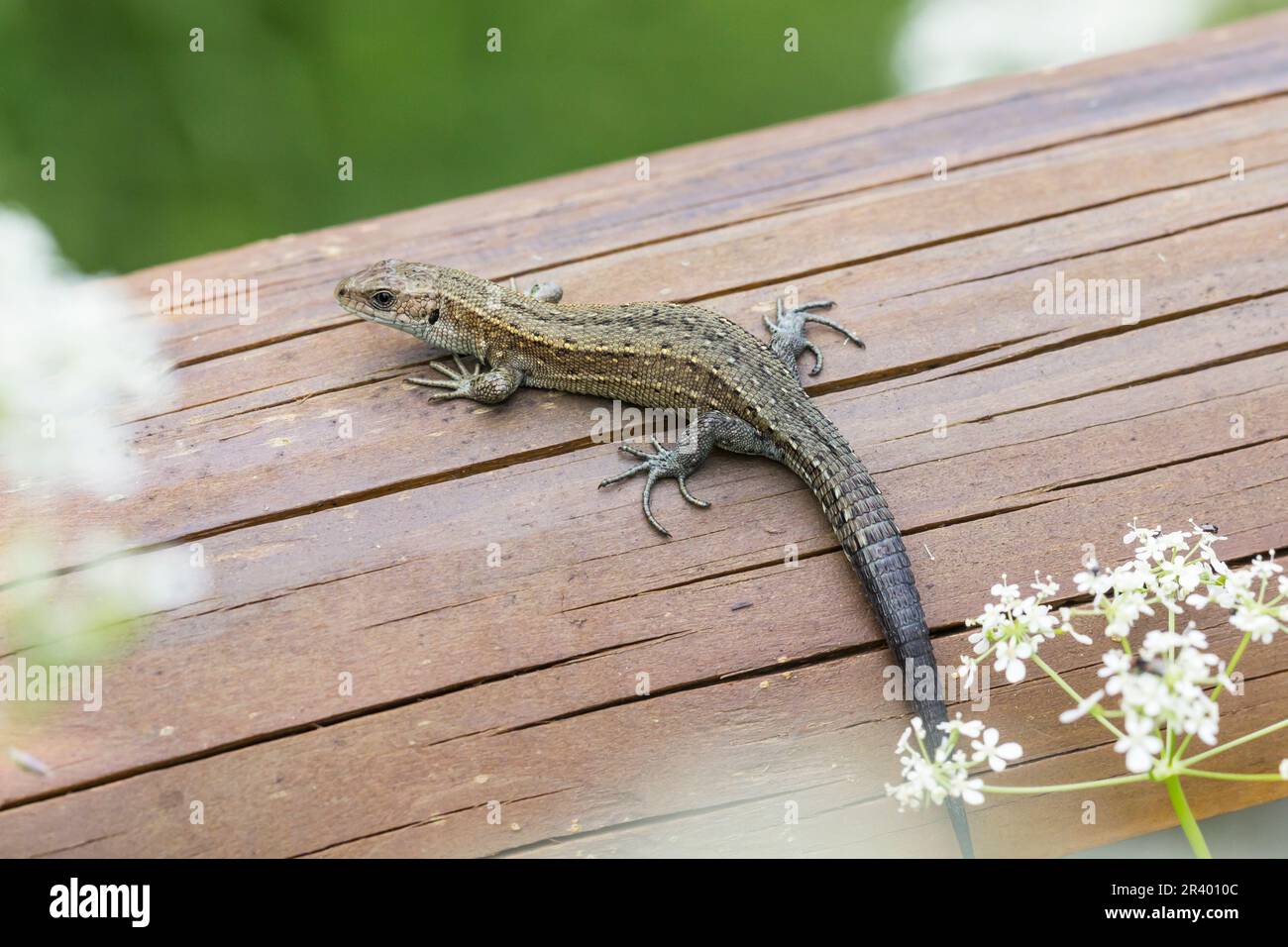 Zootoca vivipara, syn. Lacerta vivipara, known as Common lizard ...