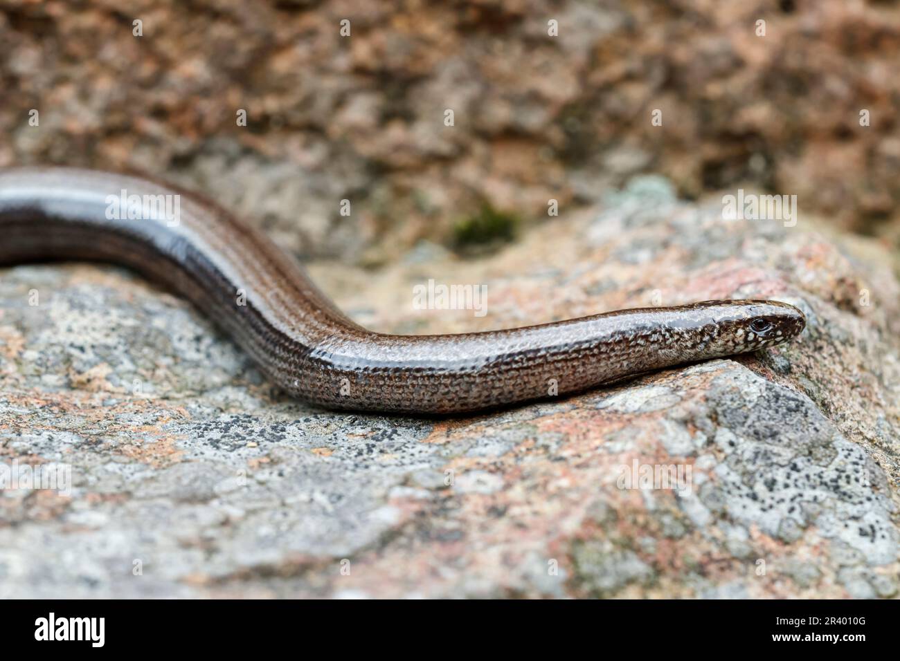 Anguis fragilis, known as Blindworm, Blind worm, Slowworm, Slow worm ...