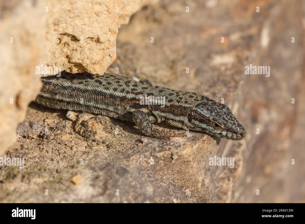 Podarcis muralis brongniardii, known as the Common wall lizard ...