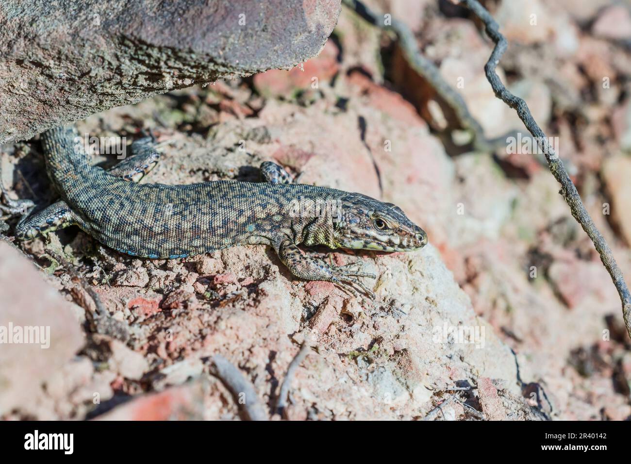 Podarcis muralis maculiventris, known as Common wall lizard, European ...