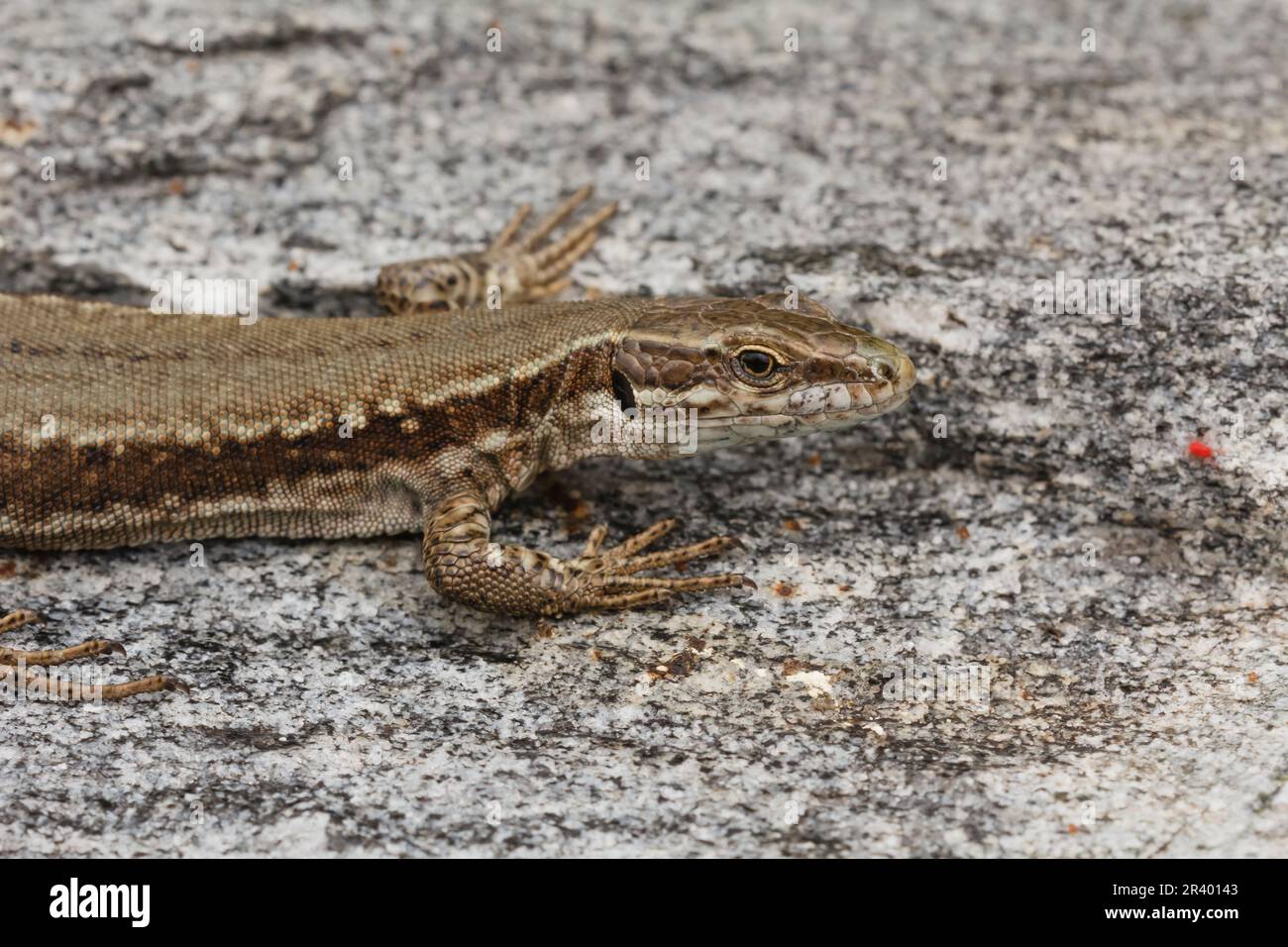 Podarcis muralis, known as the Common wall lizard, European wall lizard ...