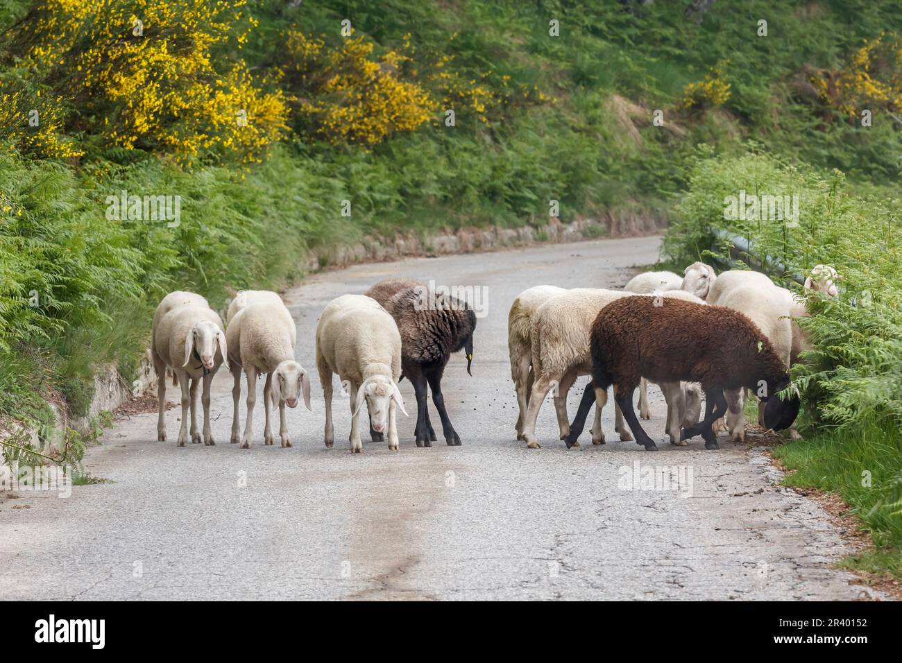 White sheep italian hi-res stock photography and images - Alamy
