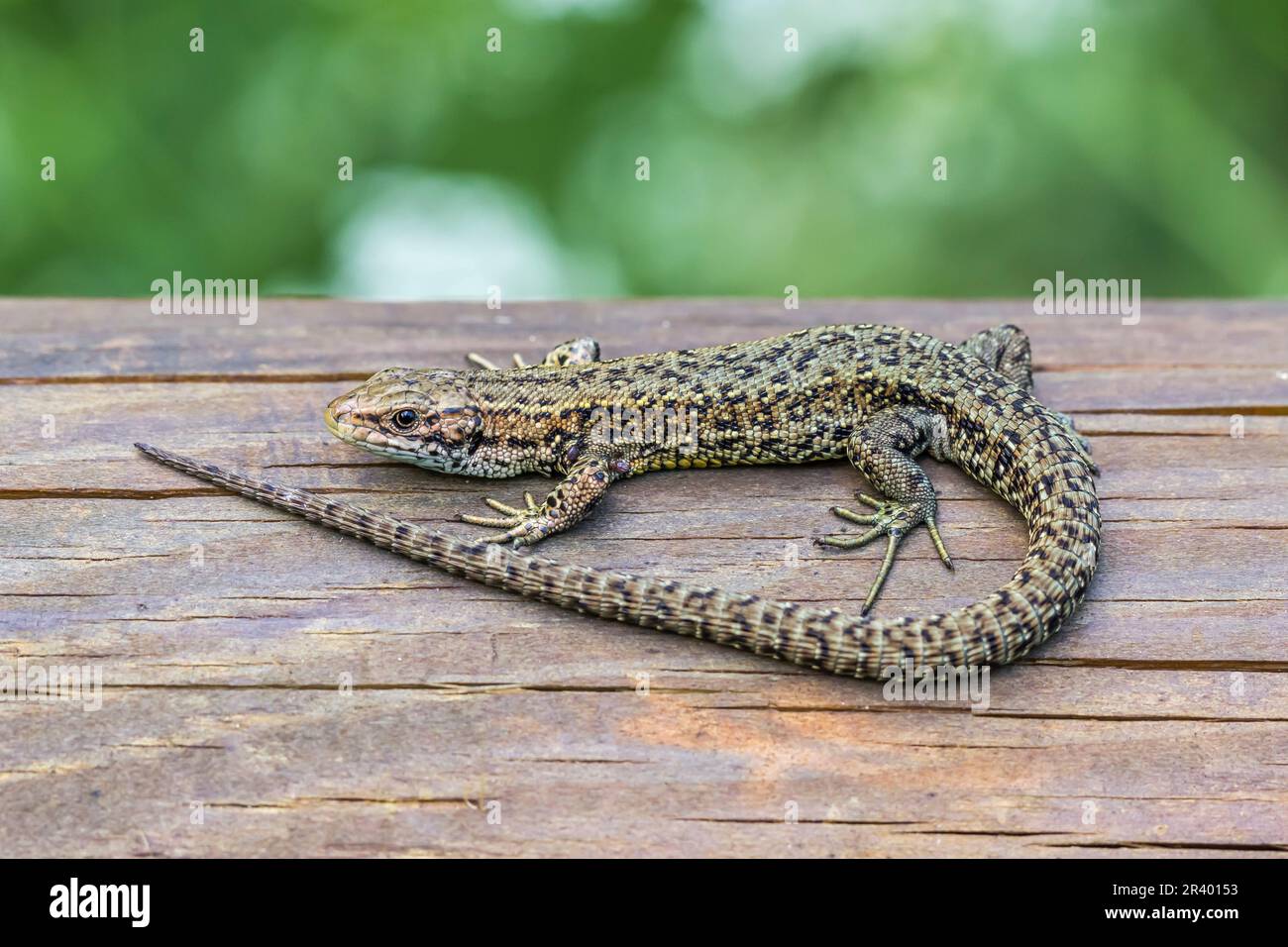 Zootoca vivipara, syn. Lacerta vivipara, known as Common lizard ...
