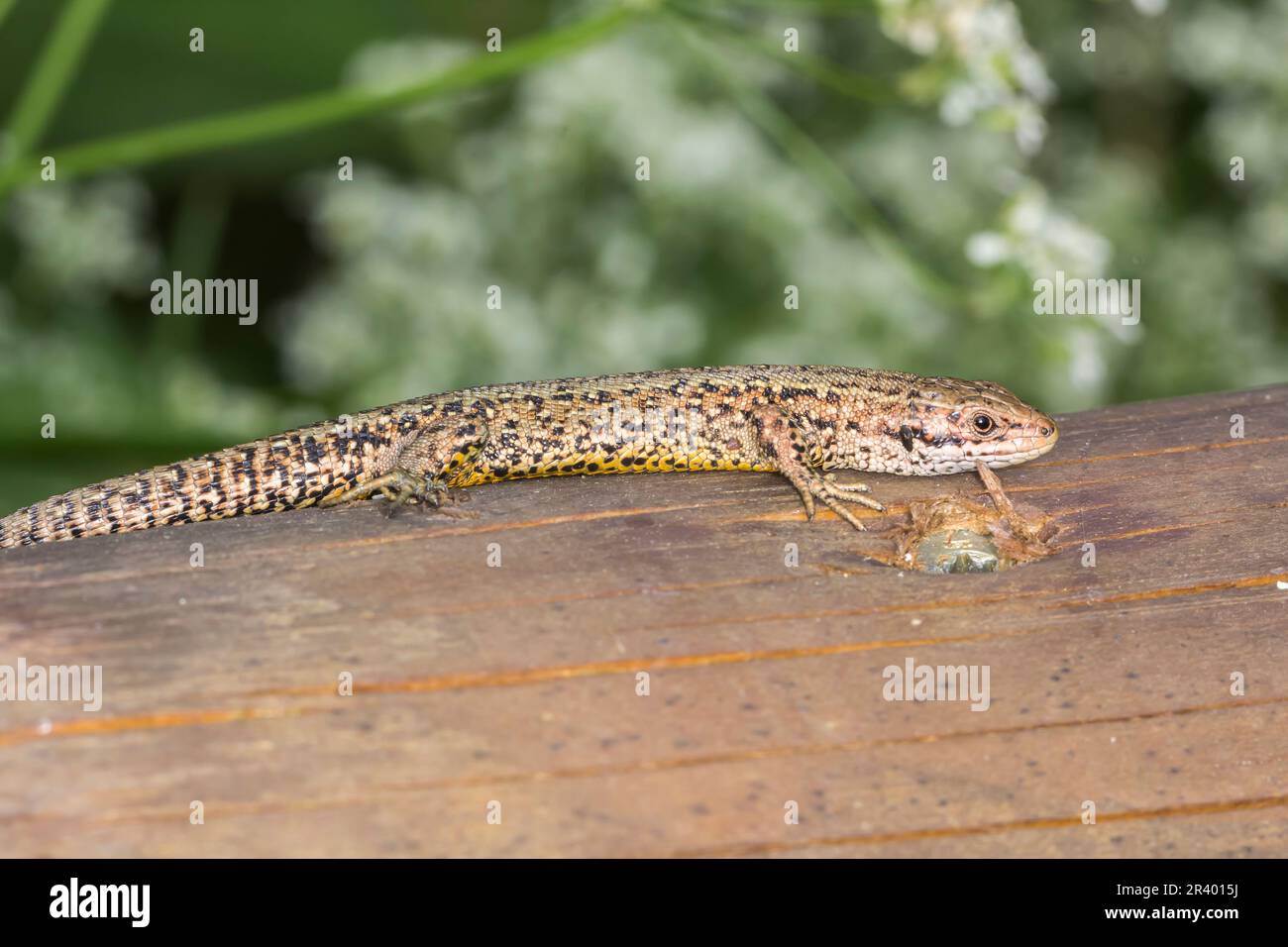 Zootoca vivipara, syn. Lacerta vivipara, known as Common lizard ...