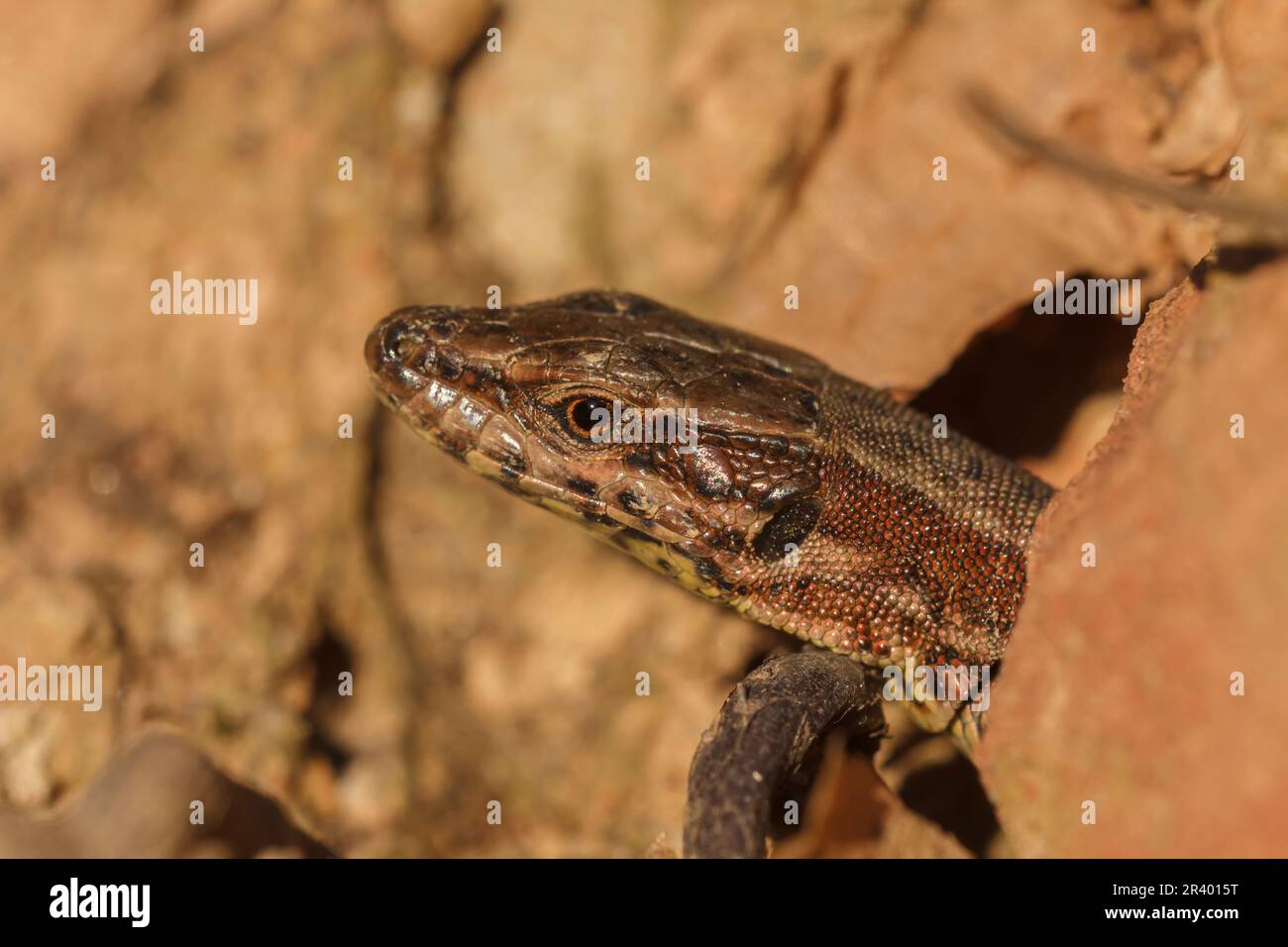 Podarcis muralis maculiventris, known as Common wall lizard, European ...
