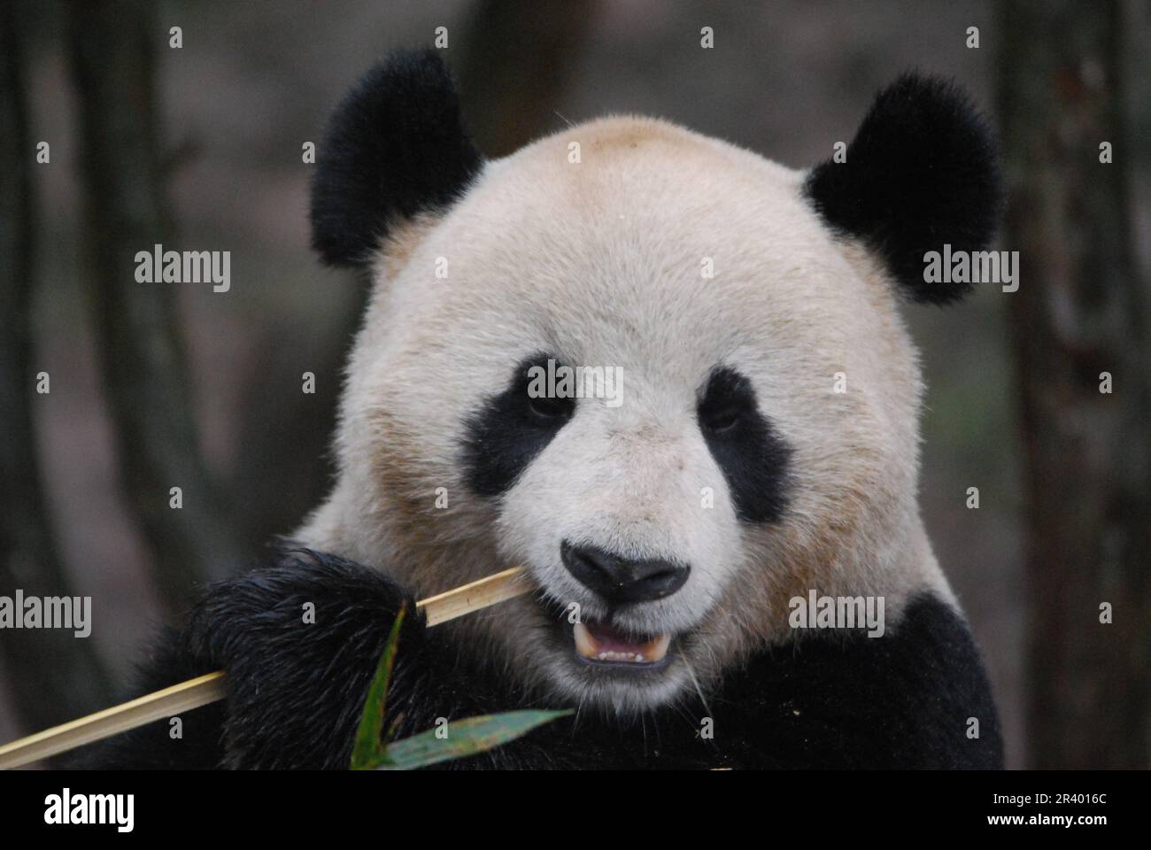 Großer bambus hi-res stock photography and images - Alamy