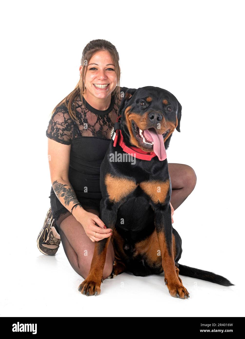purebred rottweiler and woman in front of white background Stock Photo ...