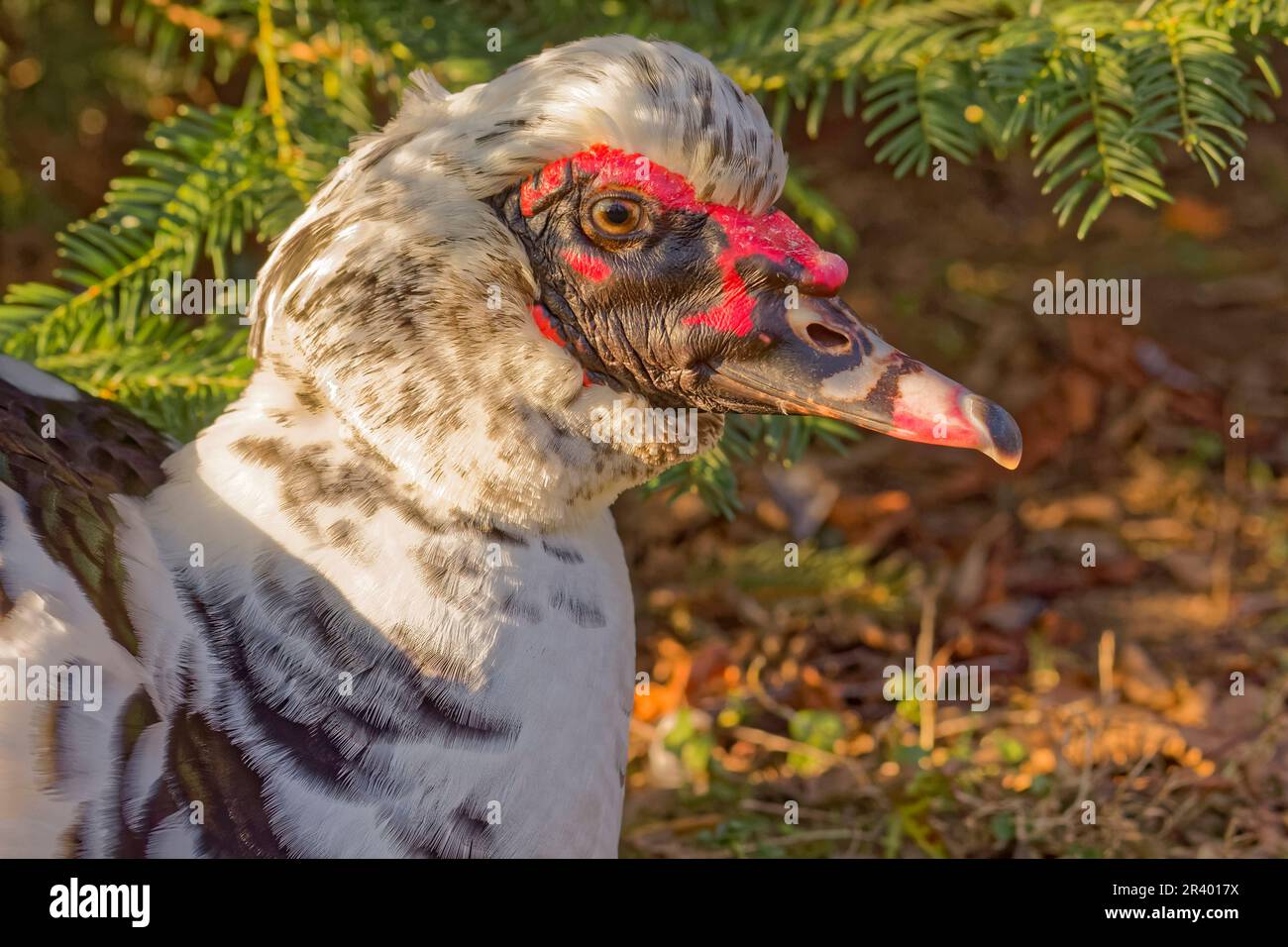 Cairina moschata domestica, known as Domestic muscovy duck, a Hybrid ...
