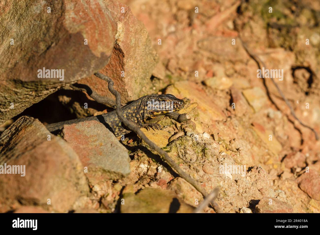 Podarcis muralis maculiventris, known as Common wall lizard, European ...