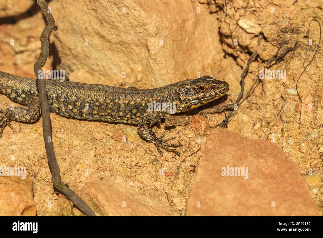 Podarcis muralis maculiventris, known as Common wall lizard, European ...