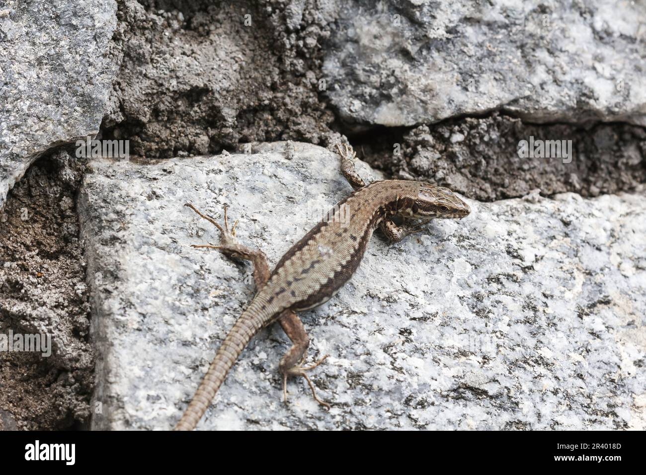 Podarcis muralis, known as the Common wall lizard, European wall lizard ...