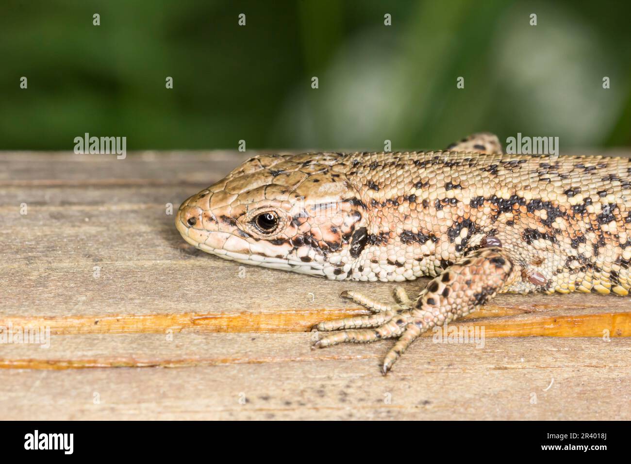 Syn lacerta vivipara hi-res stock photography and images - Alamy