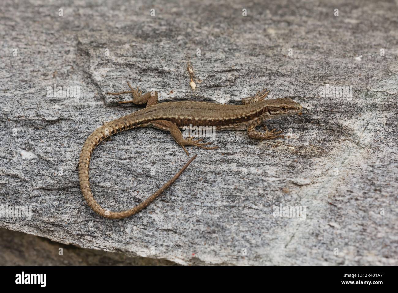 Podarcis muralis, known as the Common wall lizard, European wall lizard ...