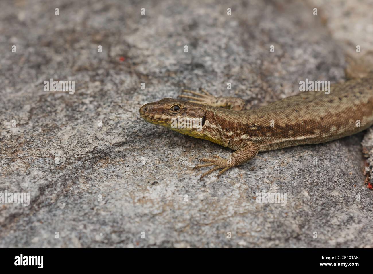Podarcis muralis, known as the Common wall lizard, European wall lizard ...