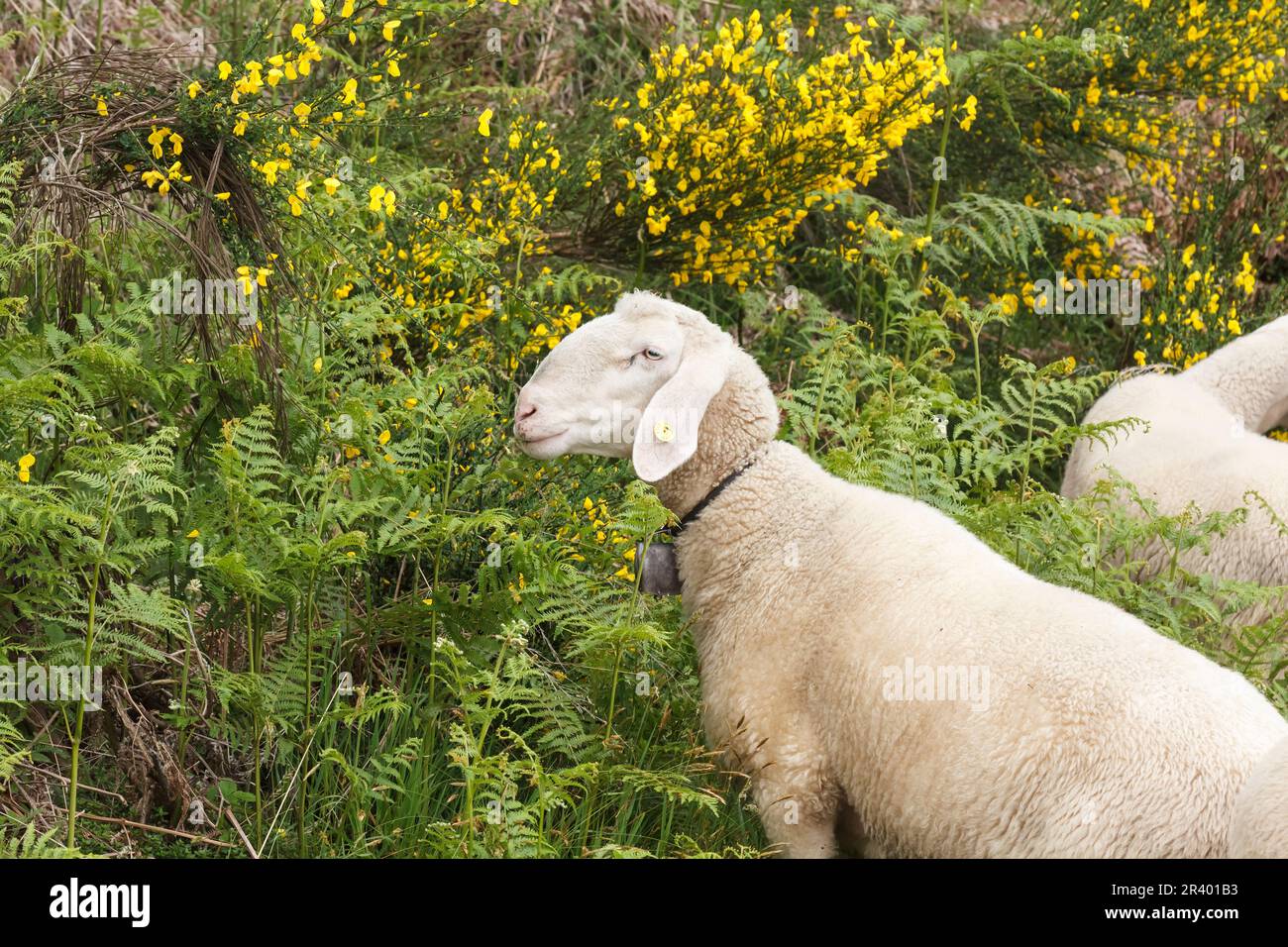 Sheep at the Lake Maggiore, Italy Stock Photo - Alamy