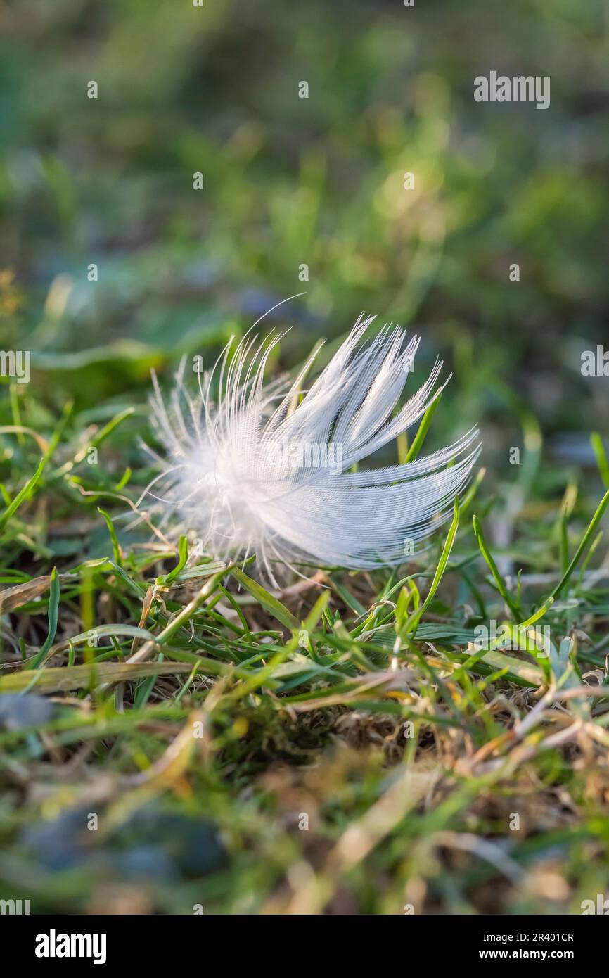 Backlit white feathers hi-res stock photography and images - Alamy