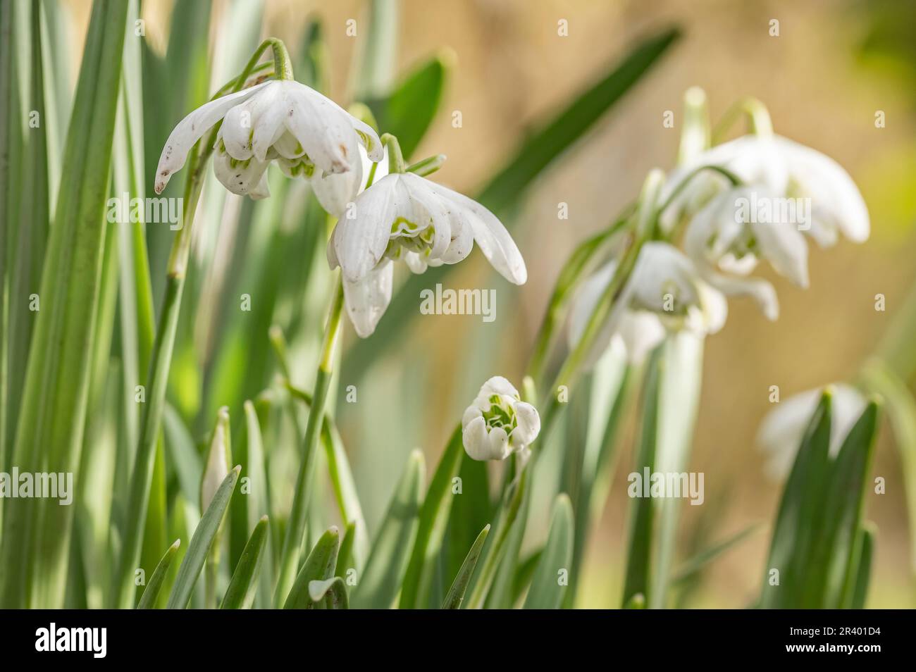 Ladys tulip hi-res stock photography and images - Alamy