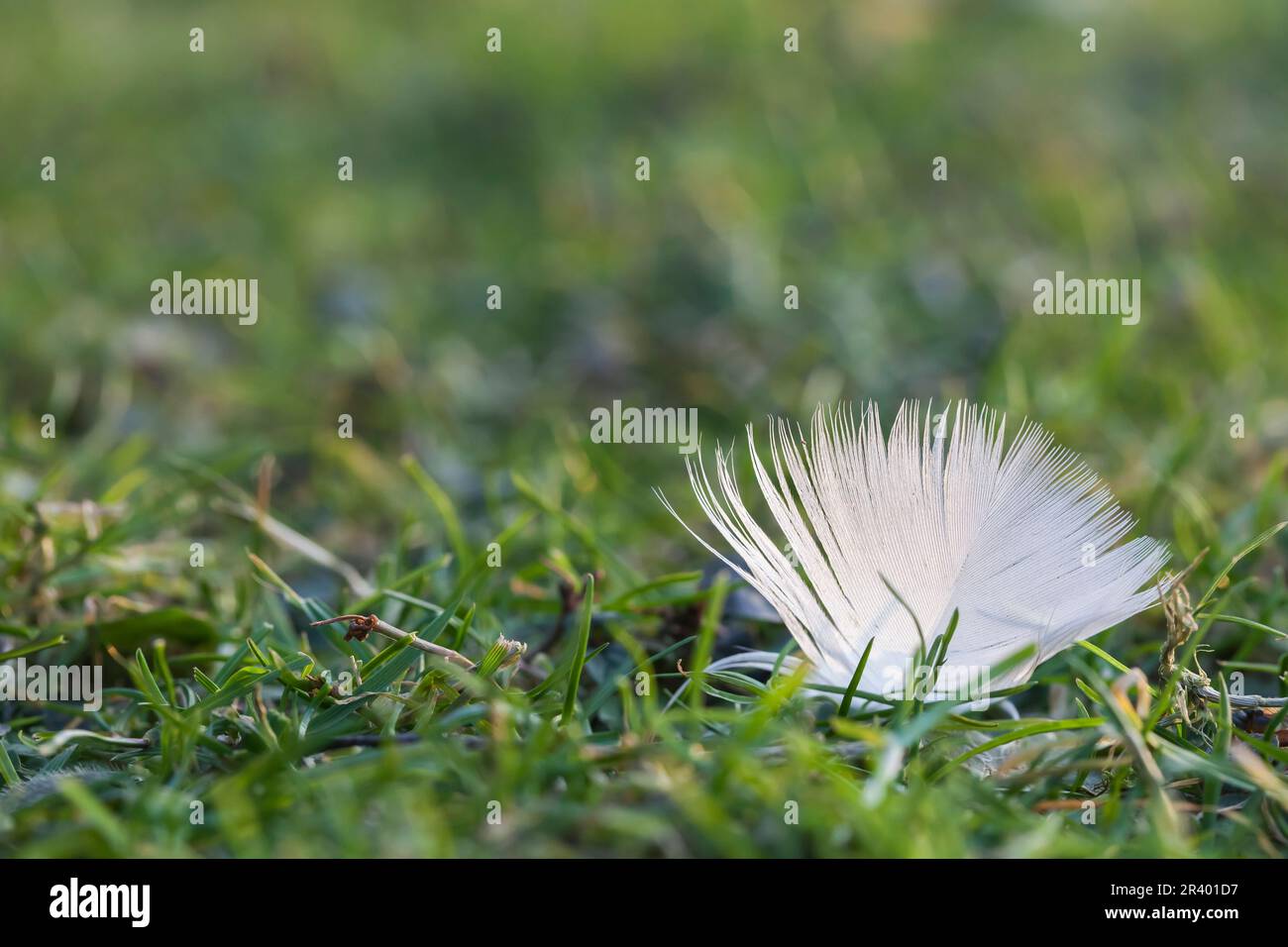 Backlit white feathers hi-res stock photography and images - Alamy