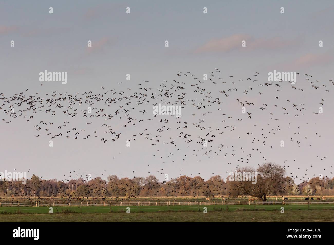 Northern lapwing, the peewit, (Vanellis vanellus), Flock of birds in ...