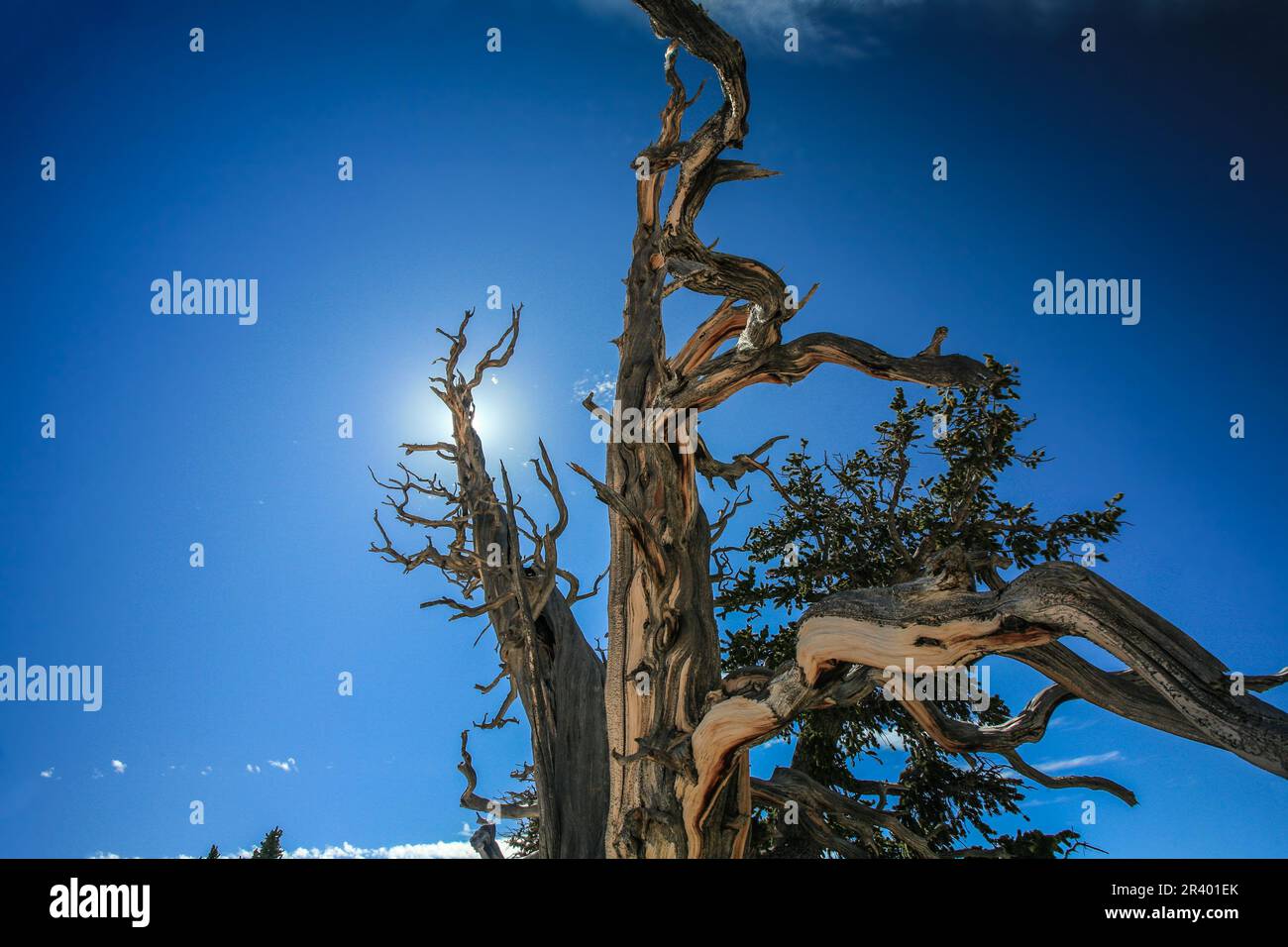 Crowning the Grand Staircase, Cedar Breaks NM sits at over 10,000 feet ...