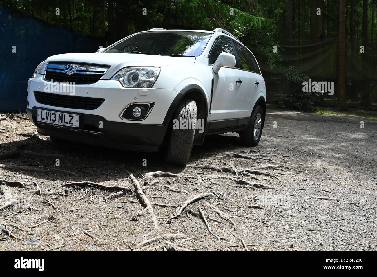 Exposed tree roots over forest hi-res stock photography and images - Alamy