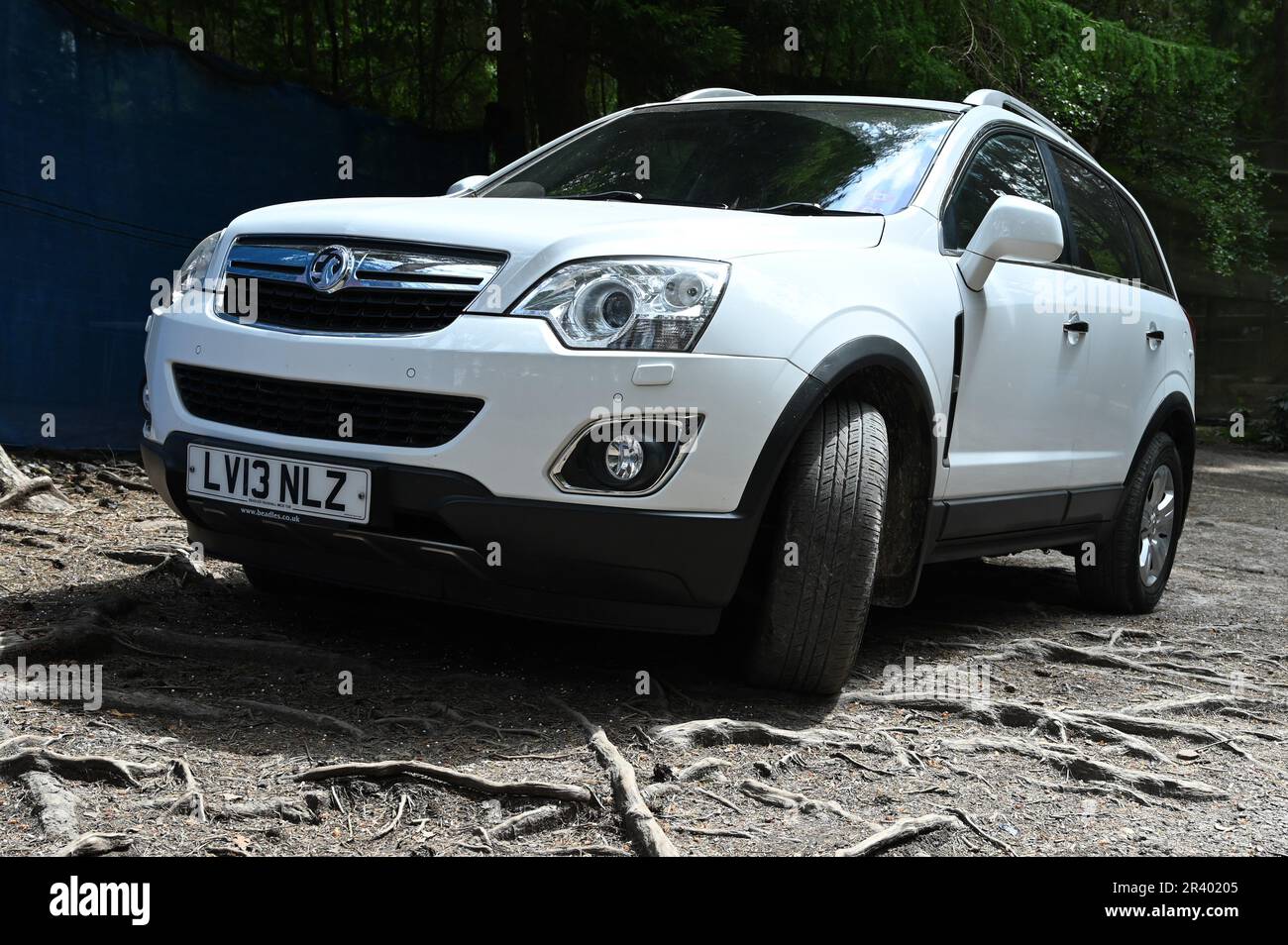 An SUV driving over tree roots Stock Photo - Alamy