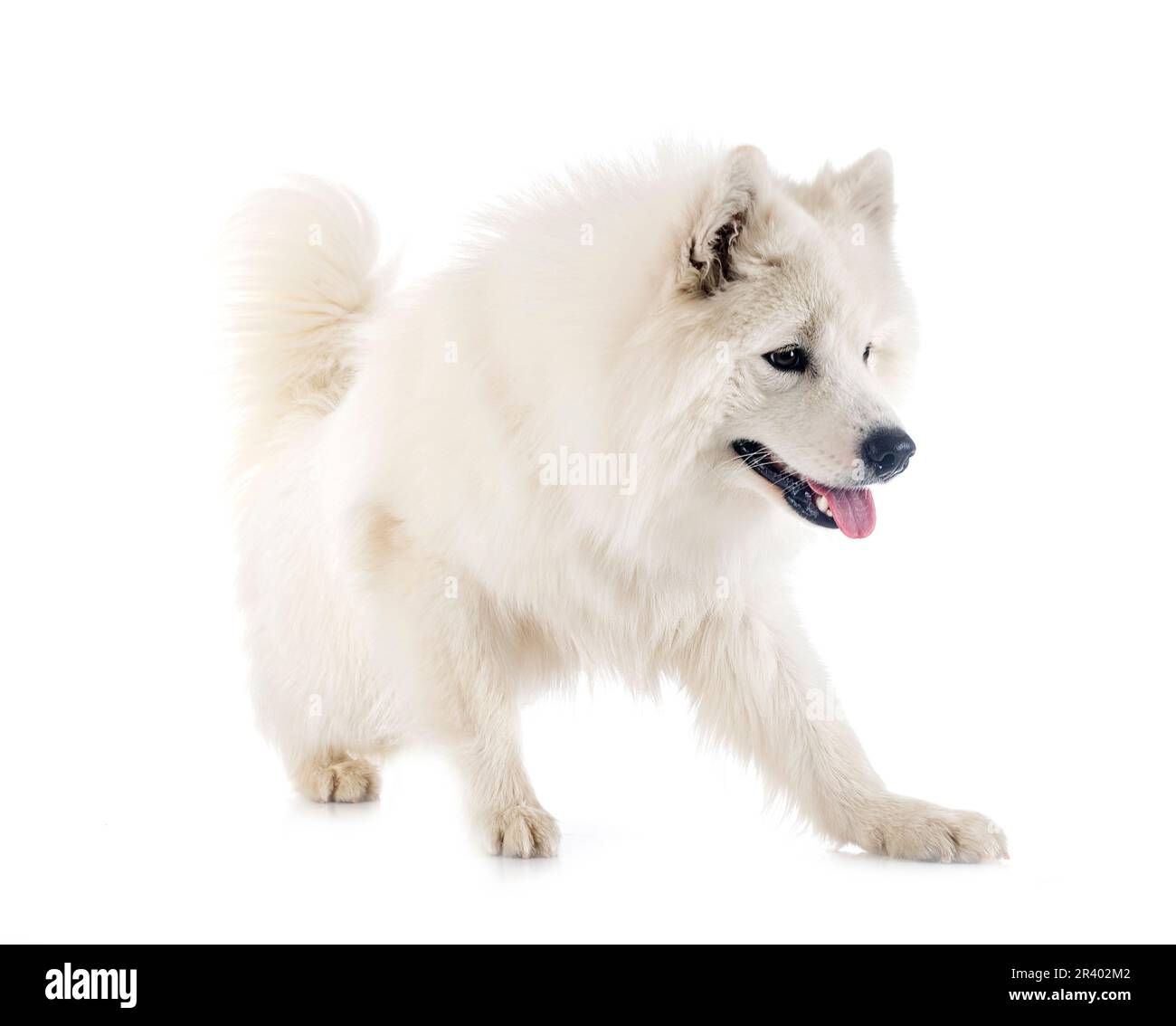 Samoyed puppy dog in Cut Out Stock Images & Pictures - Alamy