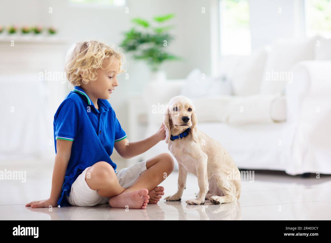 American cocker spaniel and kid hi-res stock photography and images - Alamy