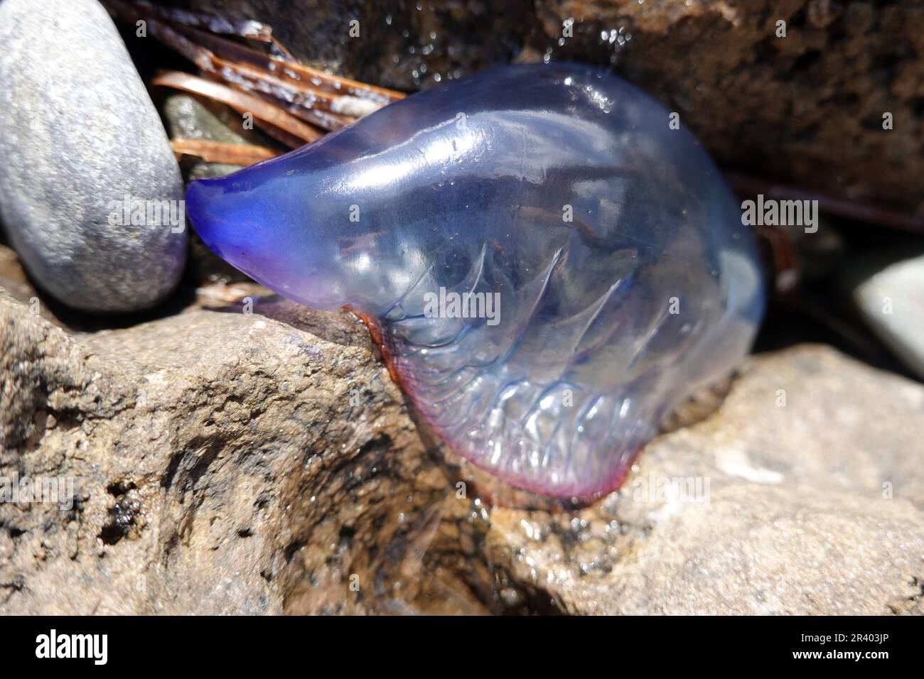 Stranded Portuguese galley (Physalia physalis Stock Photo - Alamy