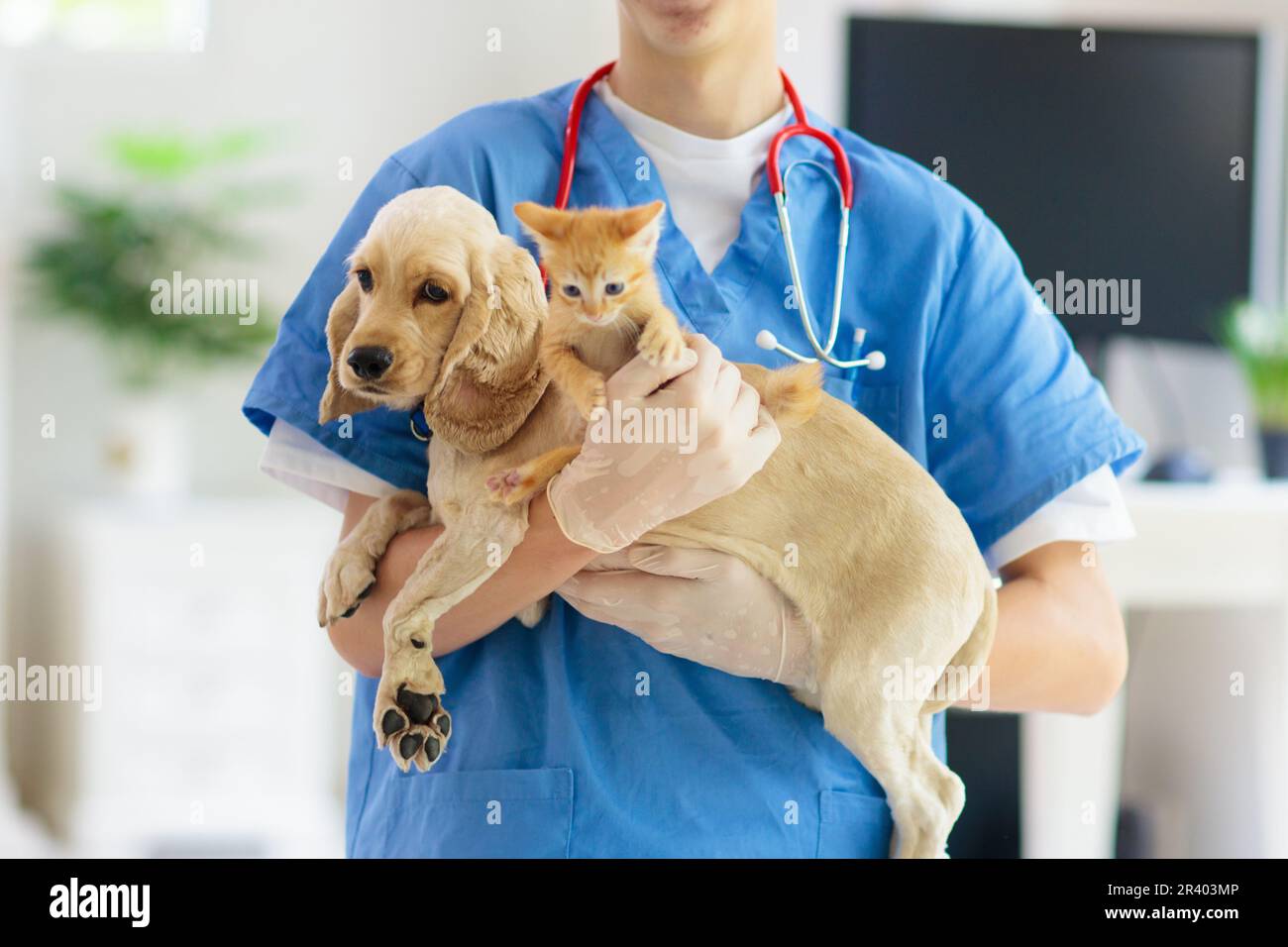 Vet examining dog and cat. Puppy and kitten at veterinarian doctor ...