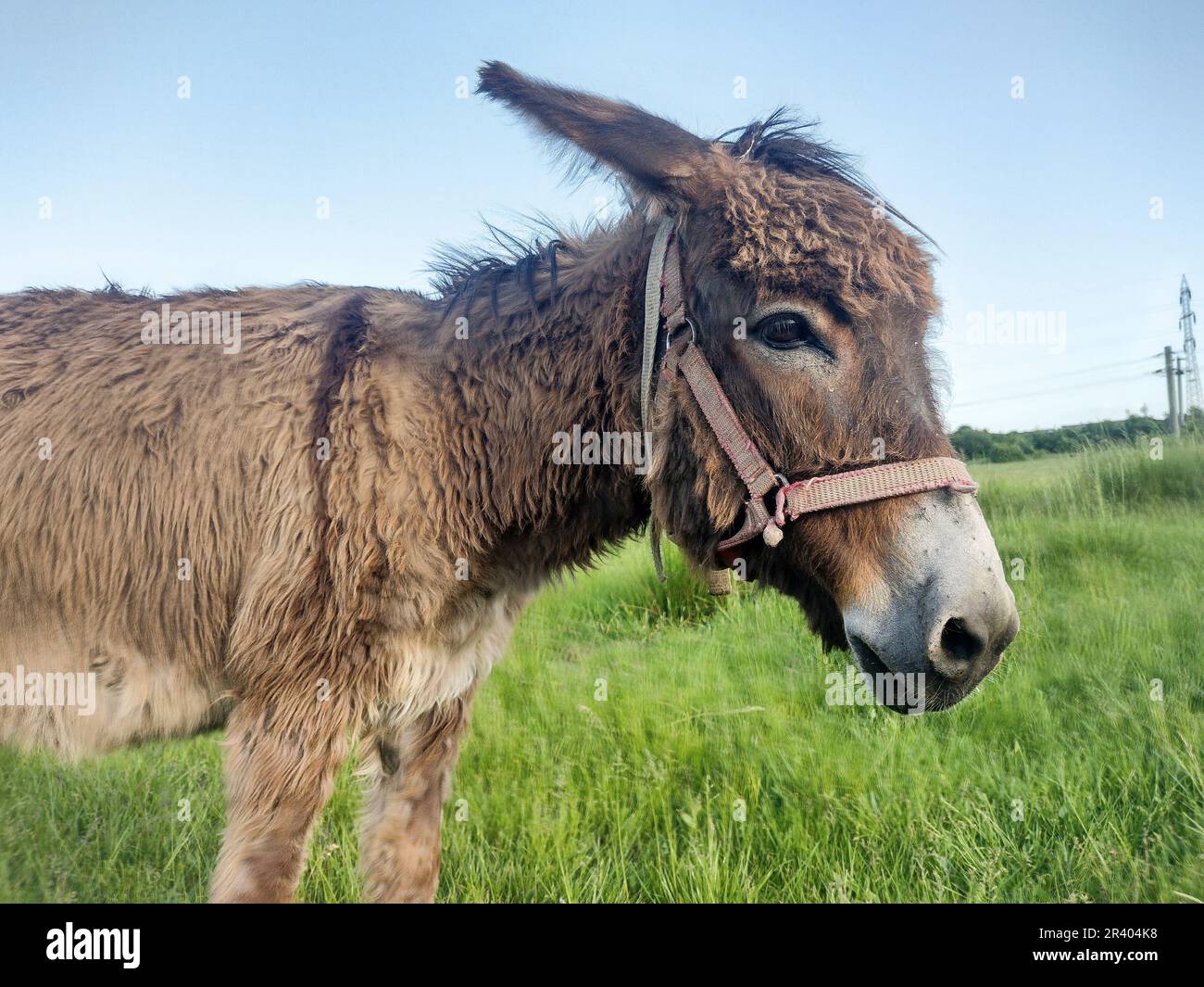 Close-up view of a donkey in Romania Stock Photo - Alamy