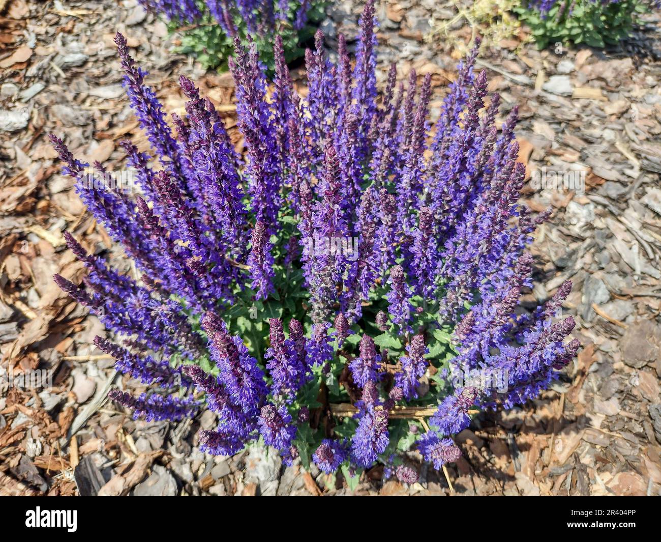 Flowering Woodland sage. Salvia nemorosa Stock Photo - Alamy