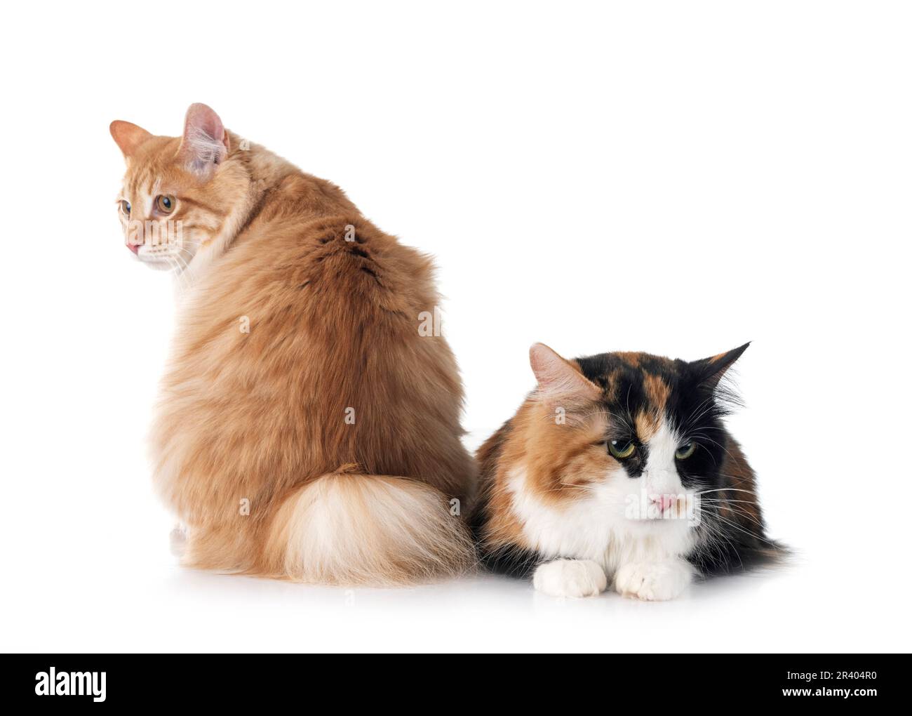 young Kurilian Bobtails in front of white background Stock Photo - Alamy
