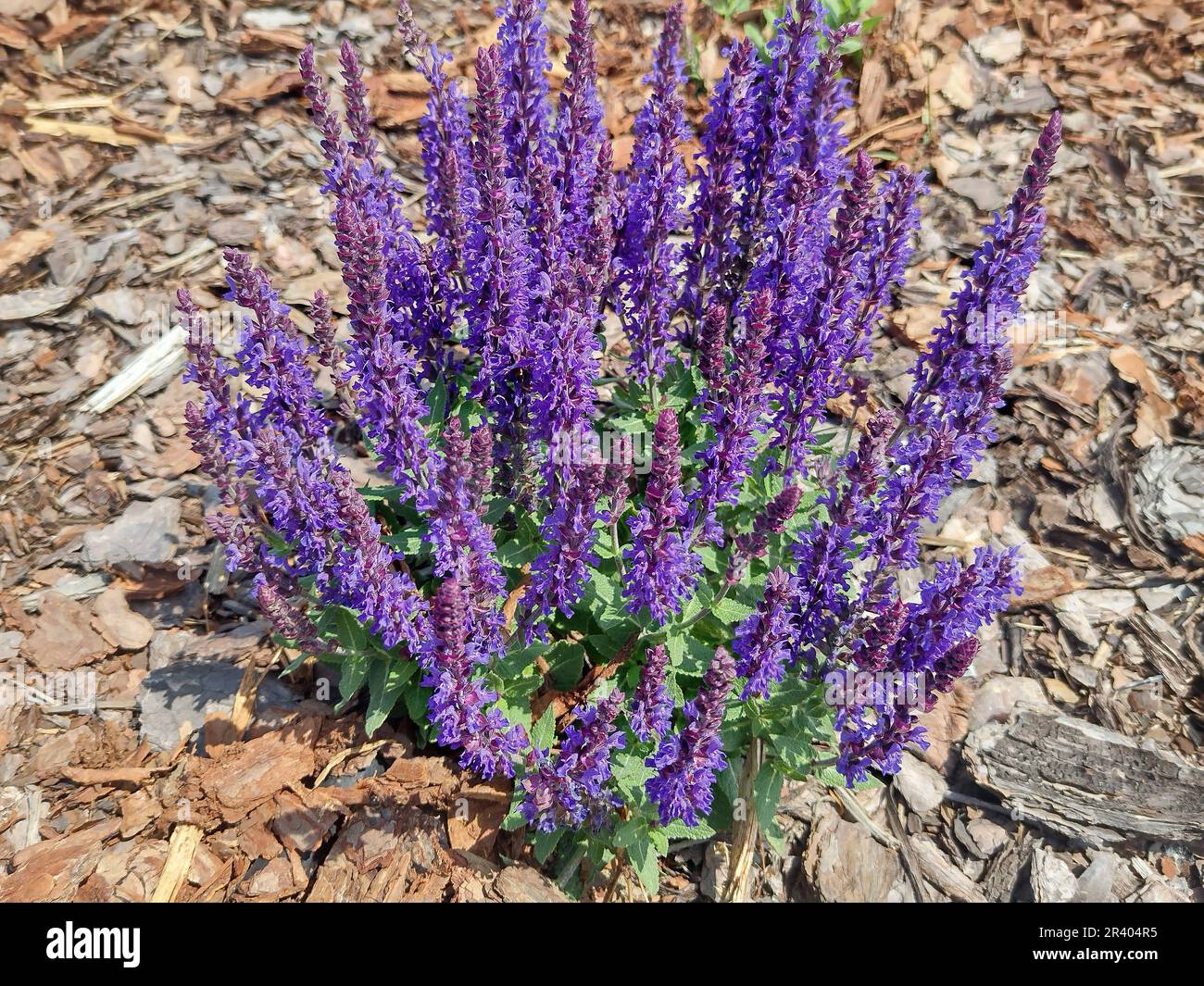 Flowering Woodland sage. Salvia nemorosa Stock Photo - Alamy