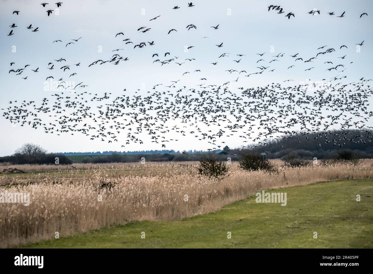 Reed plantations hi-res stock photography and images - Alamy