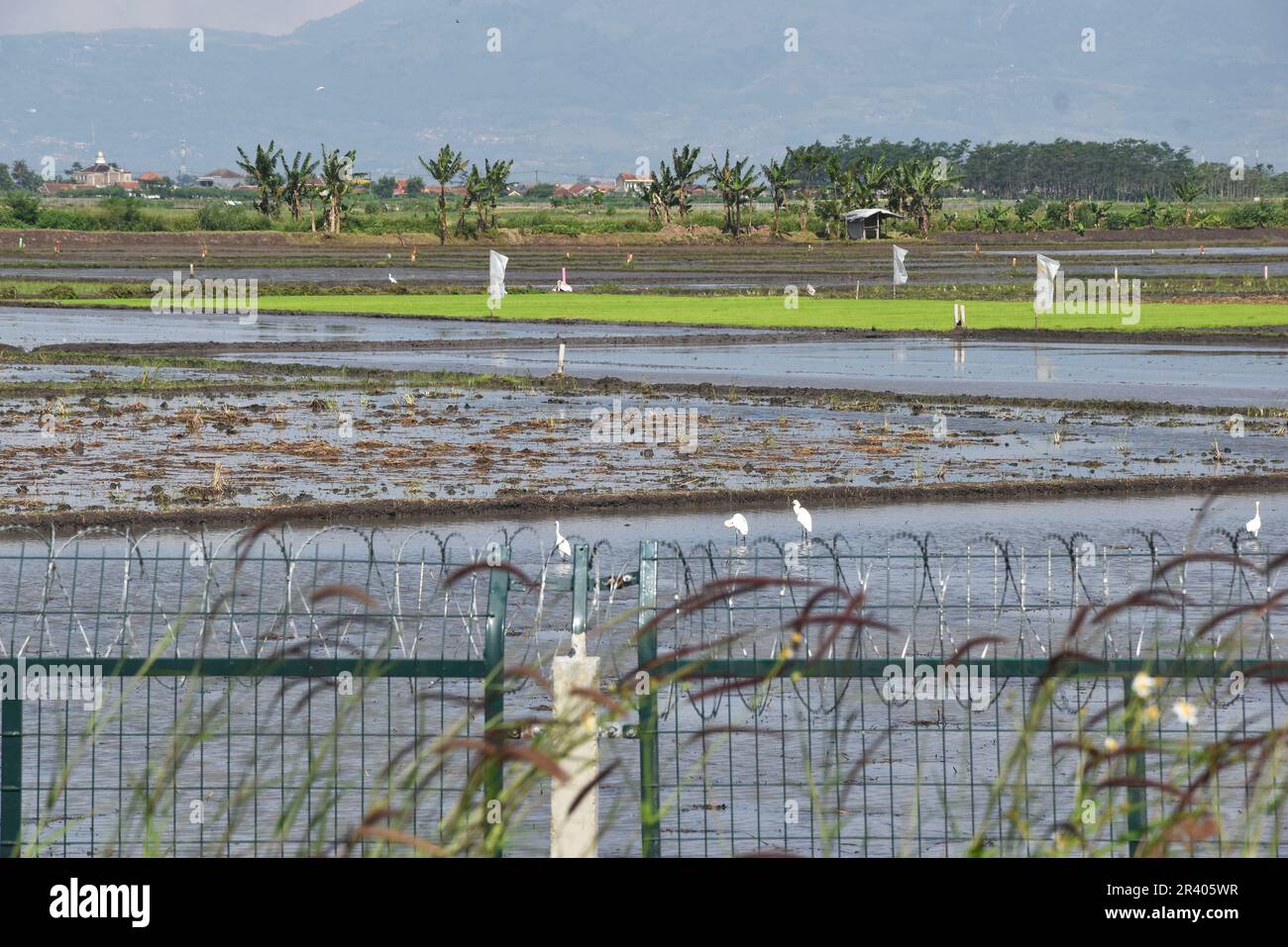 Bandung Regency, West Java, Indonesia. May 25, 2023. A flock of rice ...
