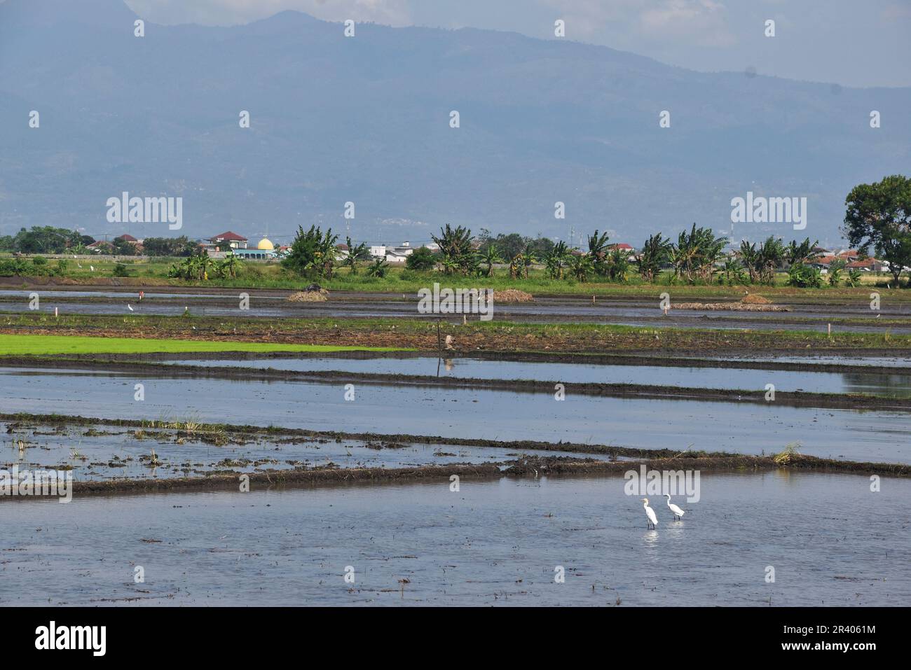 Bandung Regency, West Java, Indonesia. May 25, 2023. A flock of rice ...